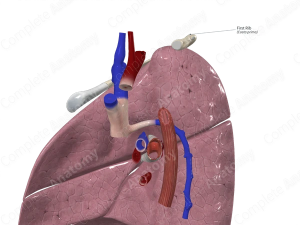 First Rib | Complete Anatomy