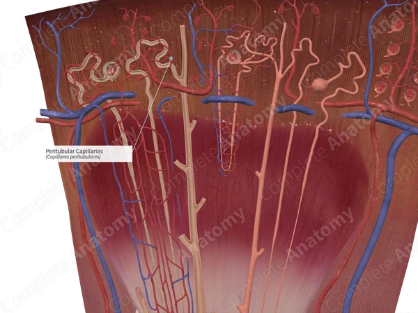 Peritubular Capillaries | Complete Anatomy