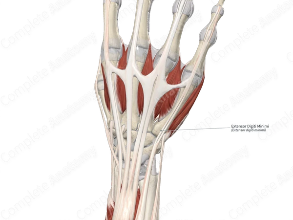 Extensor Digiti Minimi | Complete Anatomy