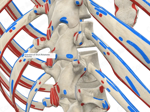 Insertion of Short Rotatores Muscles | Complete Anatomy