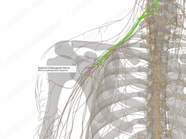 Superior Subscapular Nerve (Left) | Complete Anatomy