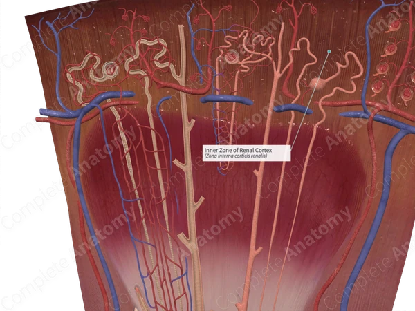 Inner Zone of Renal Cortex | Complete Anatomy