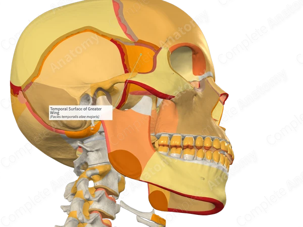 Temporal Surface of Greater Wing (Right) | Complete Anatomy