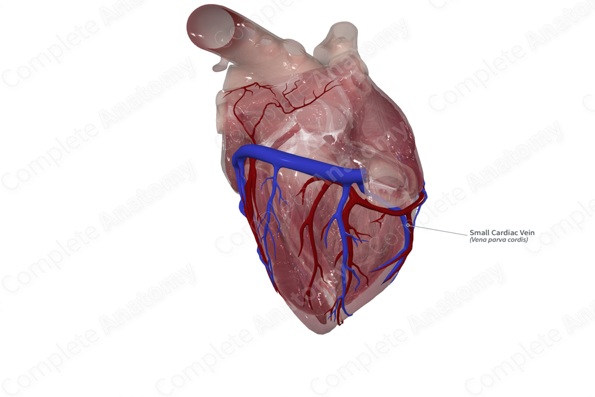 Small Cardiac Vein | Complete Anatomy