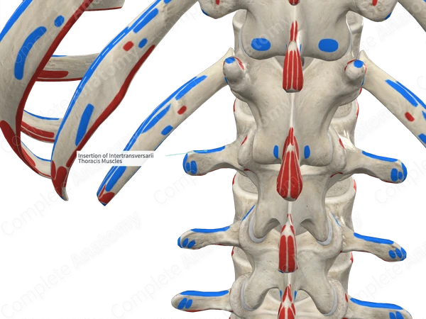 Insertion of Intertransversarii Thoracis Muscles | Complete Anatomy