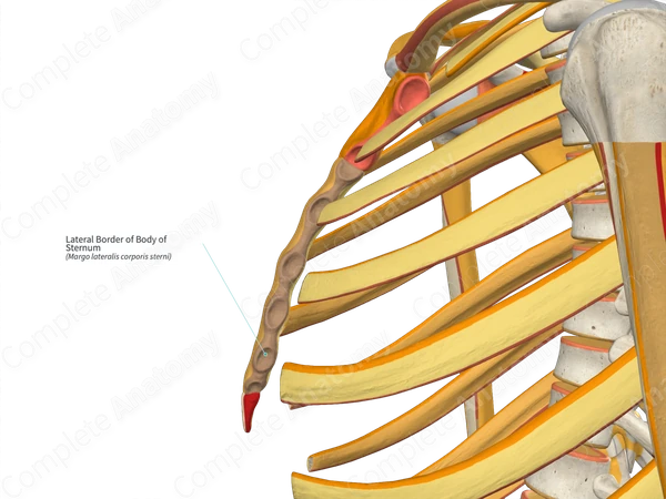 Lateral Border of Body of Sternum (Left) | Complete Anatomy