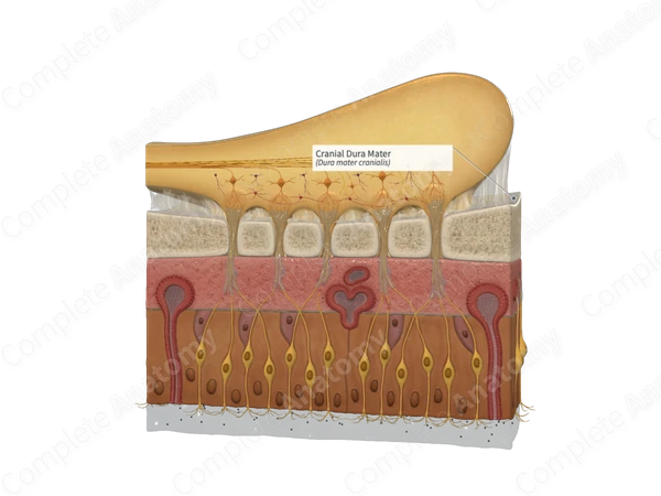 Cranial Dura Mater | Complete Anatomy