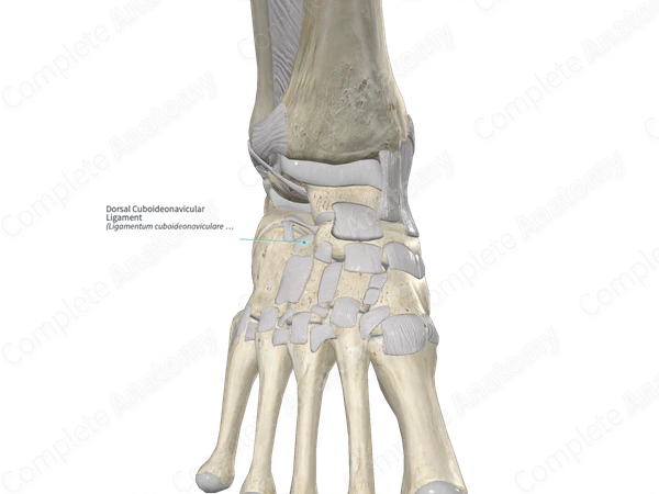 Ligamenta Cuboideonaviculare Aufbau Und Sicherung Des