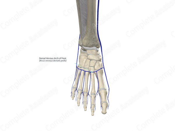 Dorsal Foot Veins How Blood Supply To Dorsum Of The Foot Is Maintained