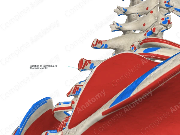 Insertion of Interspinales Thoracis Muscles | Complete Anatomy