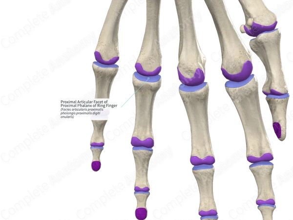Proximal Articular Facet of Proximal Phalanx of Ring Finger | Complete ...