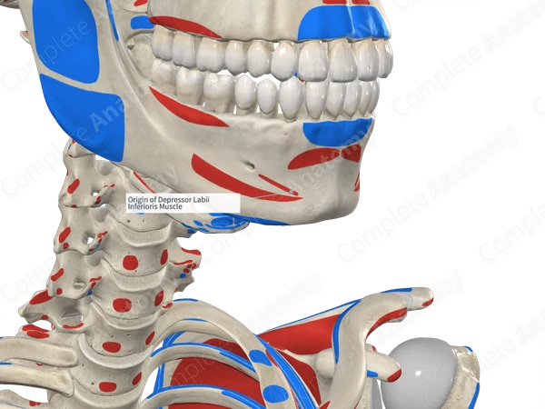 Origin of Depressor Labii Inferioris Muscle | Complete Anatomy