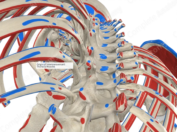 Origin of Intertransversarii Thoracis Muscles | Complete Anatomy