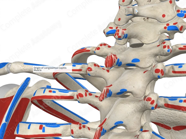 Origin of Longissimus Capitis Muscle | Complete Anatomy