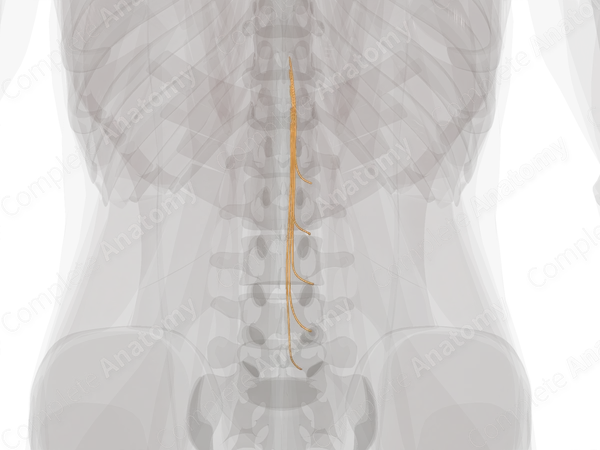 Anterior Roots of Lumbar Nerves (Left) | Complete Anatomy