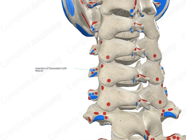 Insertion of Iliocostalis Colli Muscle | Complete Anatomy