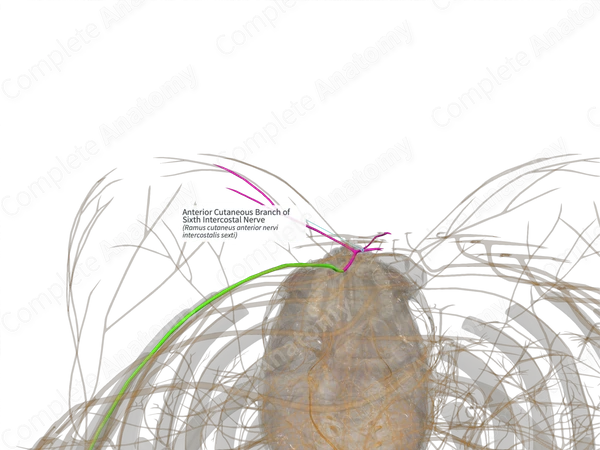 Anterior Cutaneous Branch of Sixth Intercostal Nerve (Right) | Complete ...