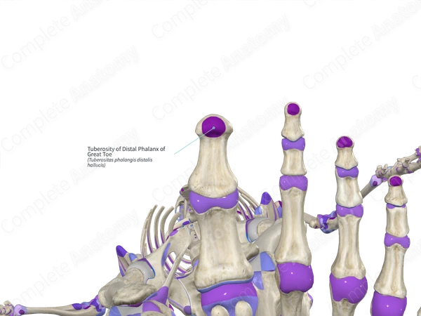 Tuberosity of Distal Phalanx of Great Toe | Complete Anatomy