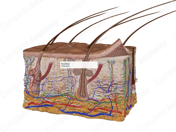 Papillae | Complete Anatomy