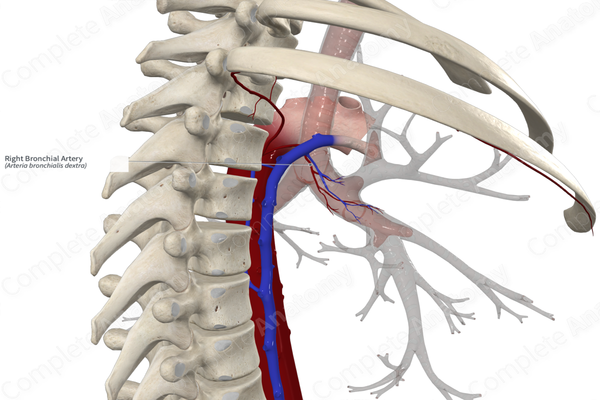 Right Bronchial Artery | Complete Anatomy