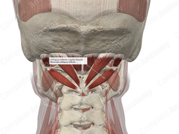 Obliquus Inferior Capitis Muscle | Complete Anatomy