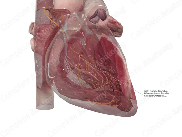 Right Bundle Branch of Atrioventricular Bundle | Complete Anatomy