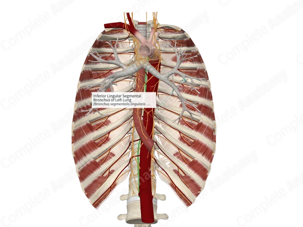 Lung Anatomy Lingula Inferior Lingular Segmental Bronchus Of Left Lung