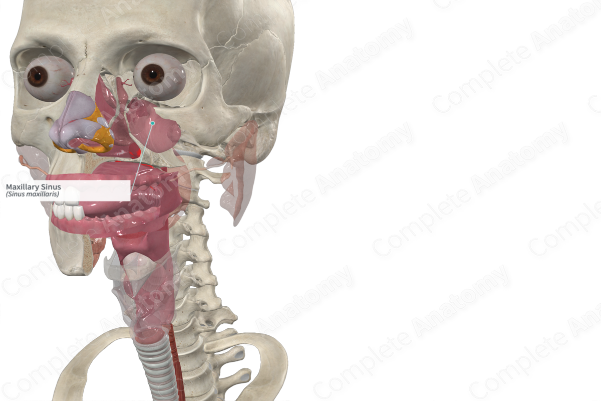 Maxillary Sinus | Complete Anatomy