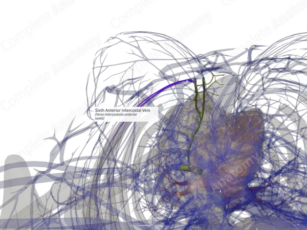 Sixth Anterior Intercostal Vein (Left) | Complete Anatomy