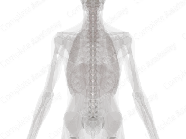 Posterior Longitudinal Ligament | Complete Anatomy