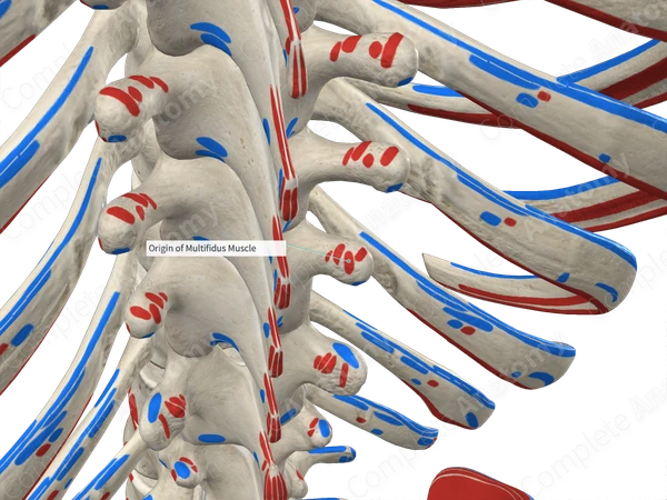 Origin of Multifidus Muscle | Complete Anatomy