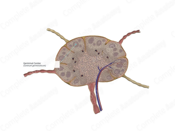 Germinal Center | Complete Anatomy