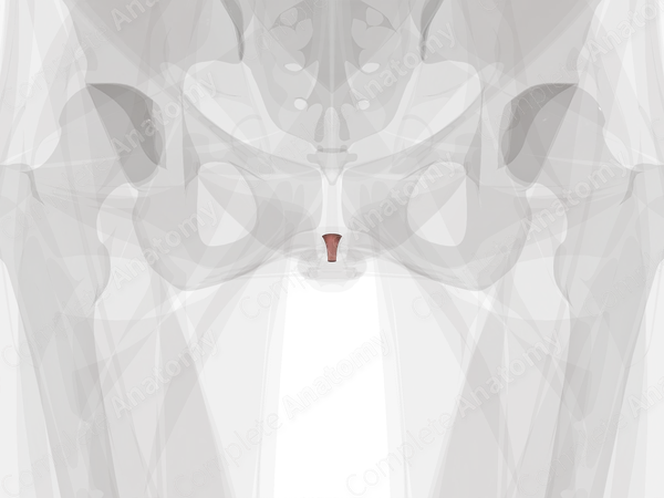 Female Urethra | Complete Anatomy