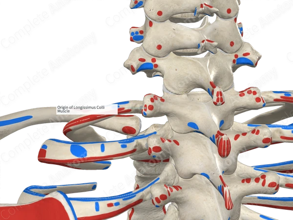 Origin of Longissimus Colli Muscle | Complete Anatomy