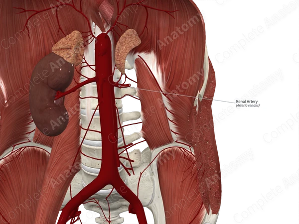 Anatomia Da Arteria Renal