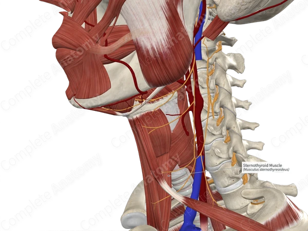 Sternothyroid Muscle | Complete Anatomy