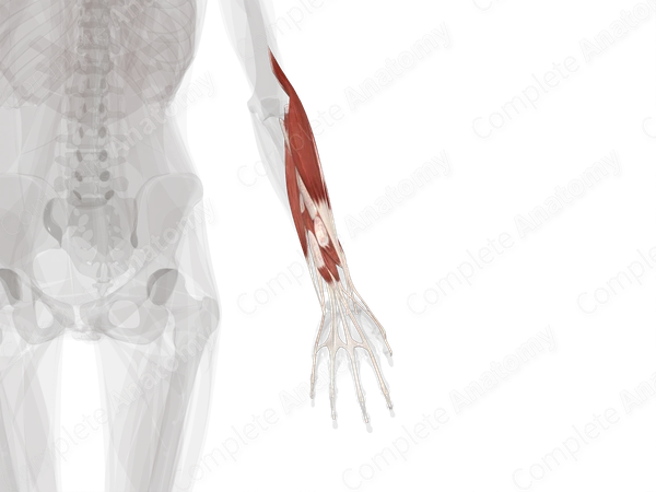 Posterior Compartment of Forearm (Left) | Complete Anatomy