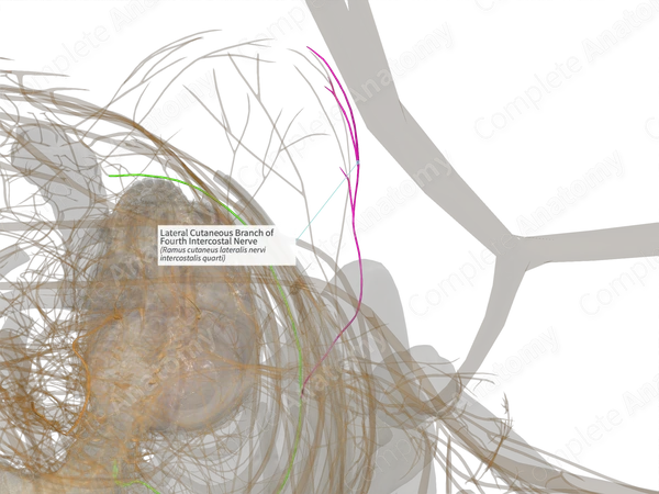 Lateral Cutaneous Branch of Fourth Intercostal Nerve (Left) | Complete ...