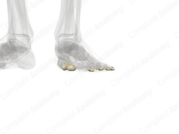 Distal Phalanges of Foot (Left) | Complete Anatomy