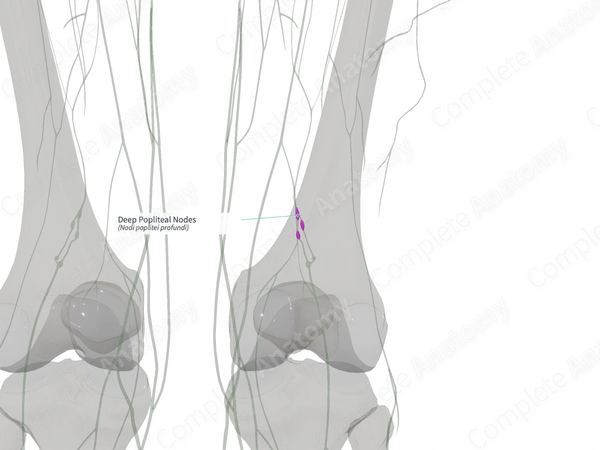 Deep Popliteal Nodes (Left) | Complete Anatomy