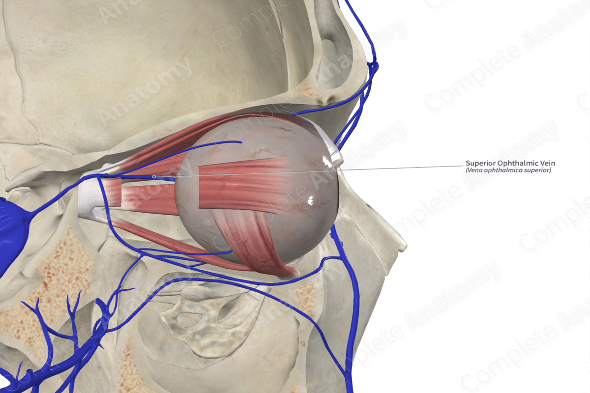 Superior Ophthalmic Vein Complete Anatomy