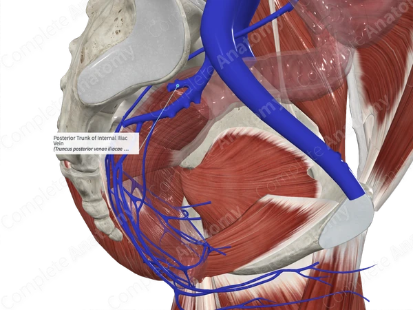 Posterior Trunk of Internal Iliac Vein | Complete Anatomy