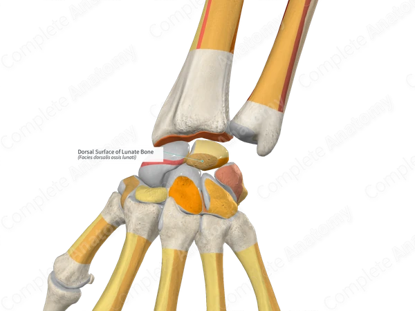 Dorsal Surface of Lunate Bone | Complete Anatomy