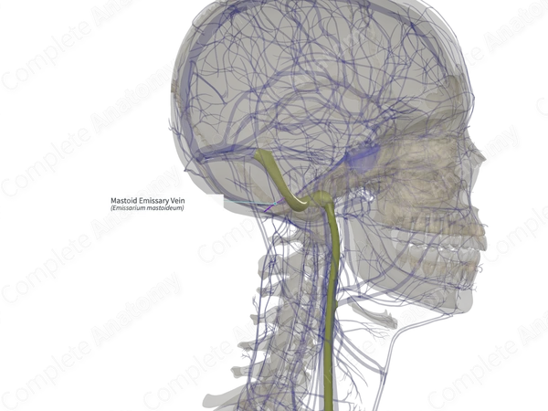Mastoid Emissary Vein (Left) | Complete Anatomy