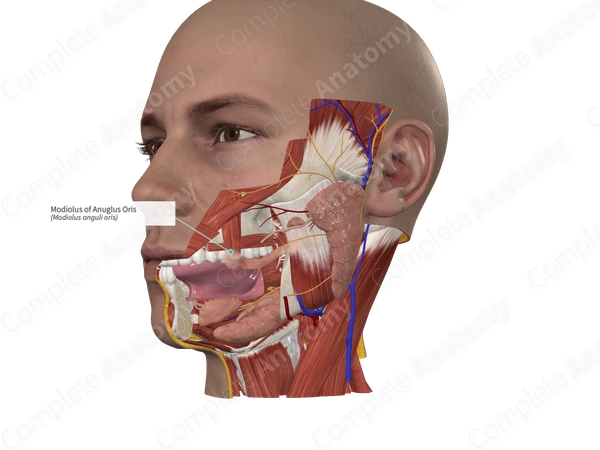 Modiolus of Anuglus Oris | Complete Anatomy