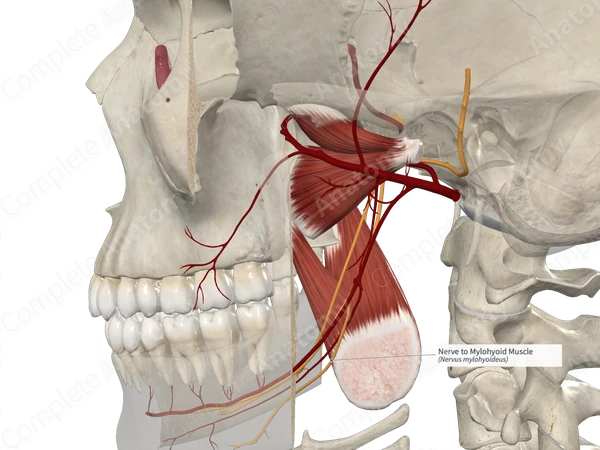 Nerve to Mylohyoid Muscle | Complete Anatomy