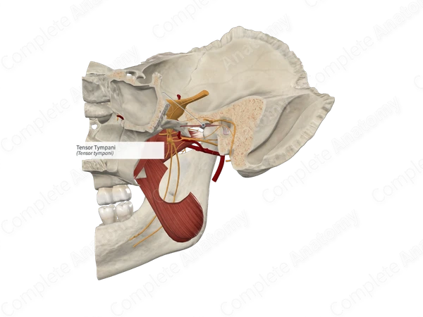 Tensor Tympani | Complete Anatomy