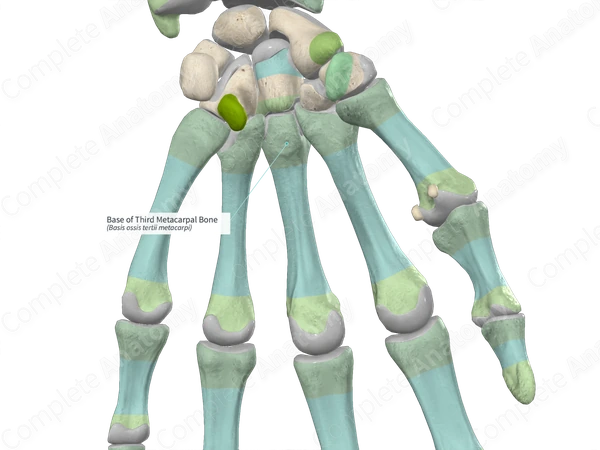 Base of Third Metacarpal Bone | Complete Anatomy