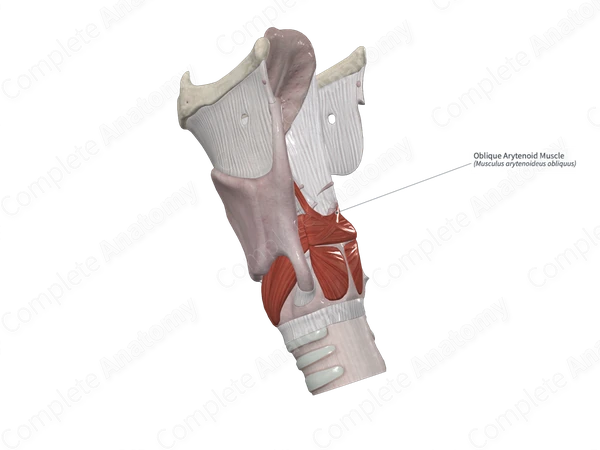 Oblique Arytenoid Larynx, Drawing Stock Image C024/4349 Science