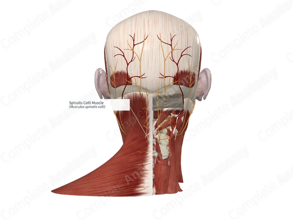 Spinalis Colli Muscle | Complete Anatomy